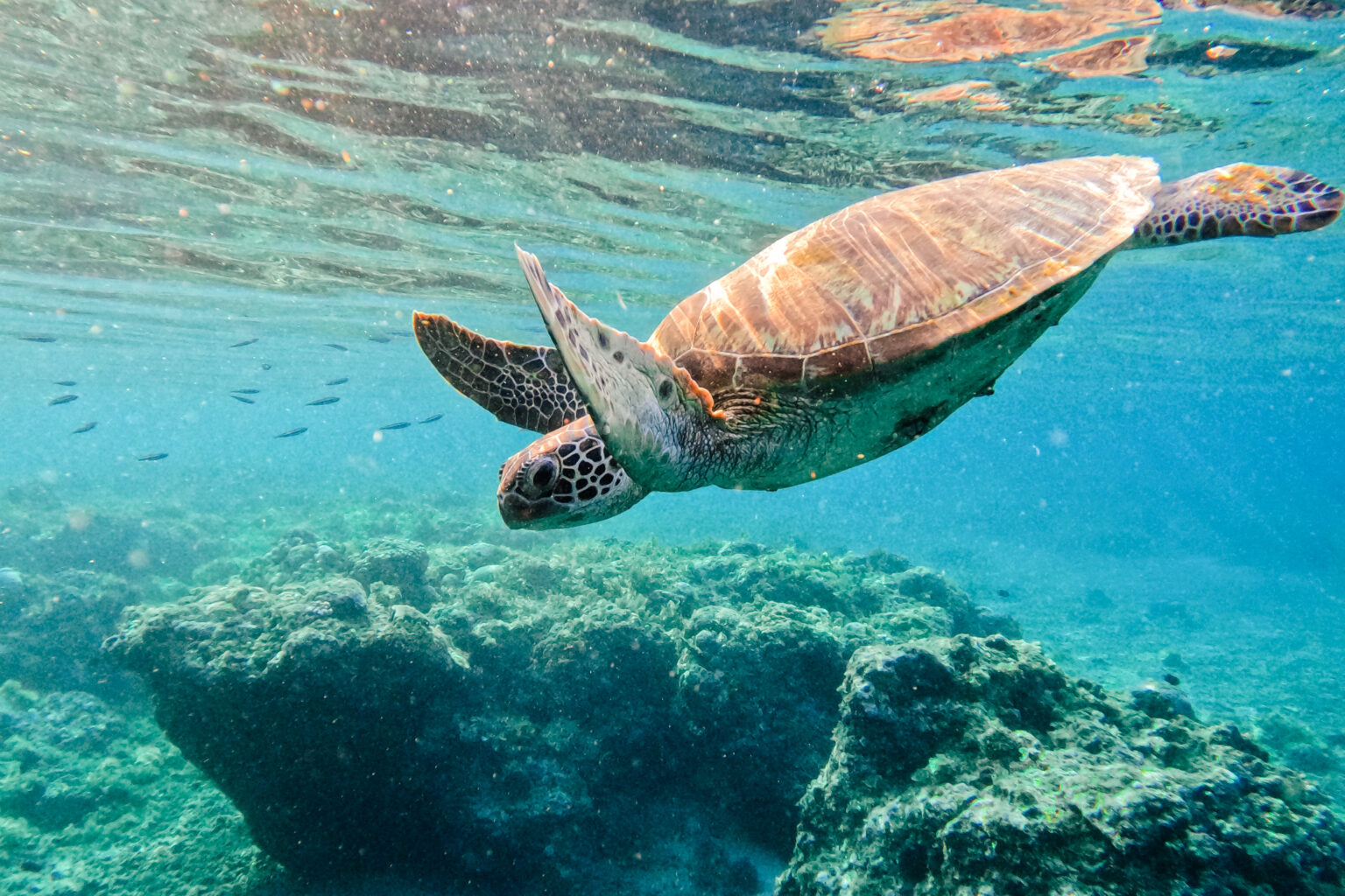 Travel Guide to Moalboal, Philippines - Brunette at Sunset