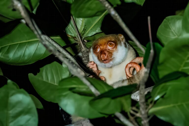 Kri Island, Raja Ampat: a guide to Indonesia’s Underwater Paradise ...